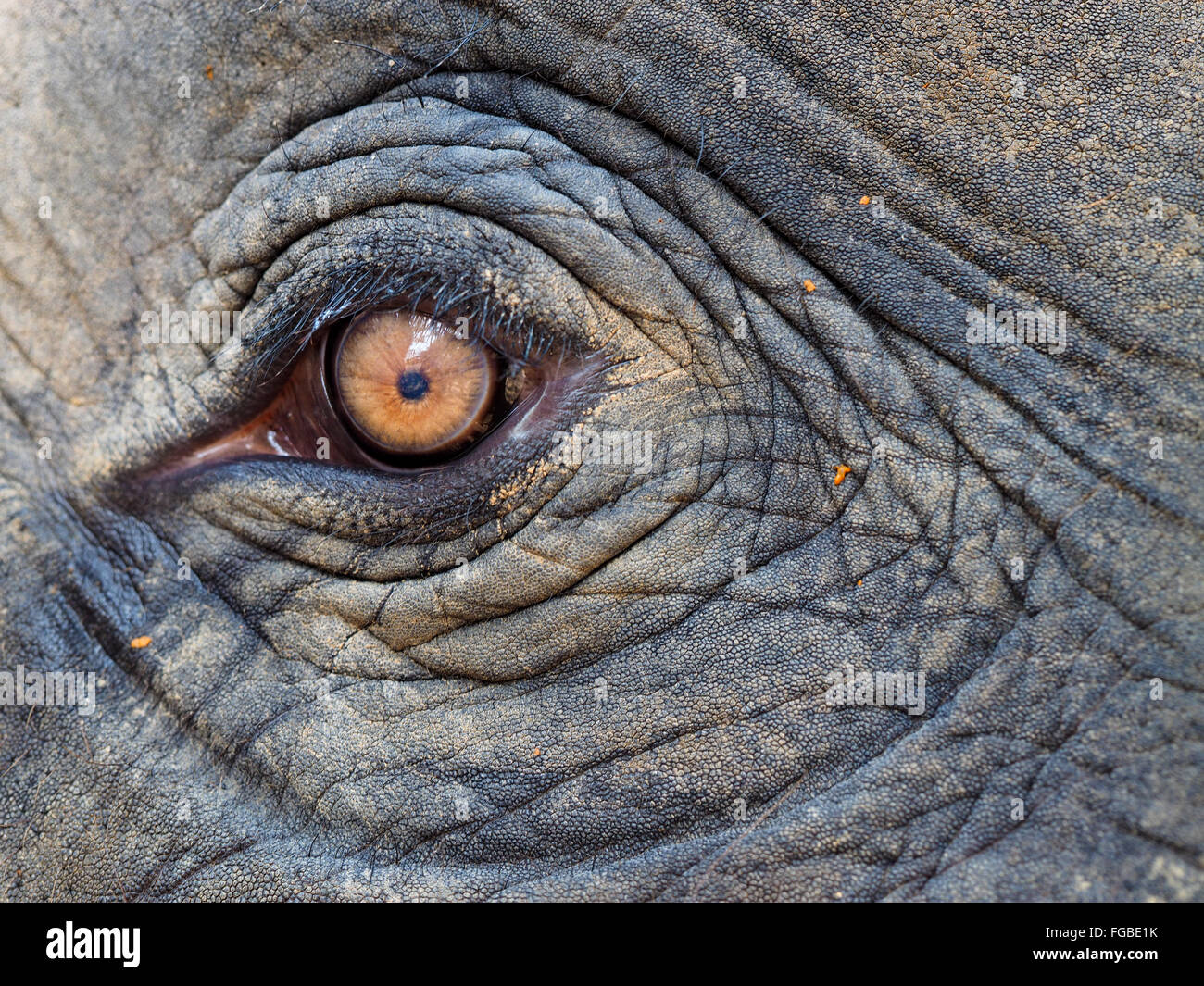 Elephant Eye High Resolution Stock Photography and Images - Alamy