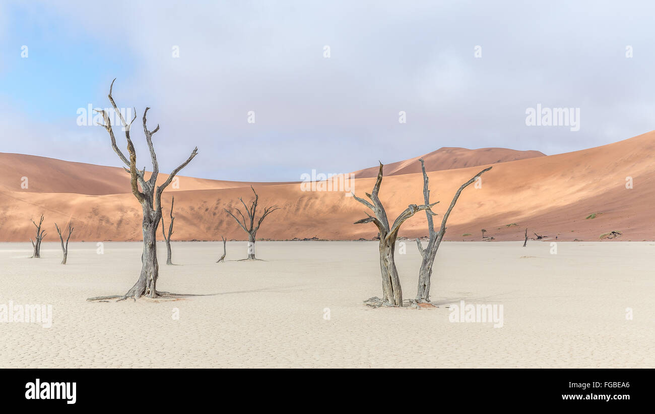 Dead tree in the desert Stock Photo - Alamy