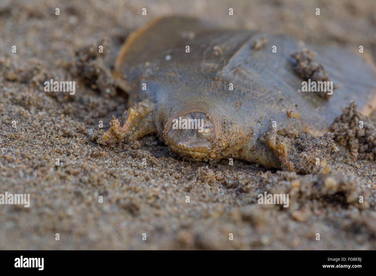 Cantor's giant softshell turtle hi-res stock photography and images - Alamy