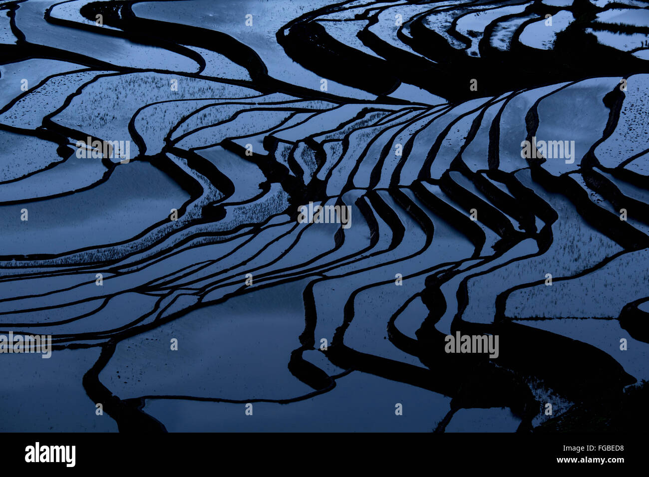 Rice terraces reflecting the pre-dawn blue light, Duoyishu Rice ...
