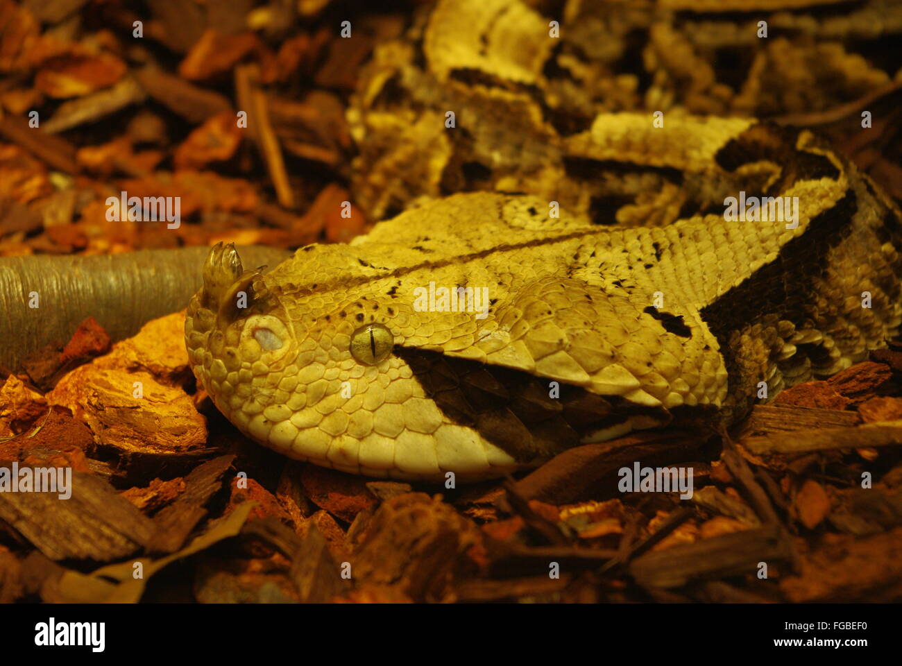 Gabon colors hi-res stock photography and images - Alamy