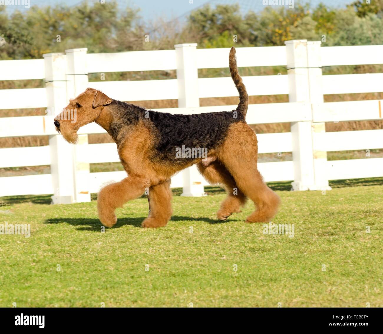 A profile view of a black and tan Airedale Terrier dog walking on the ...