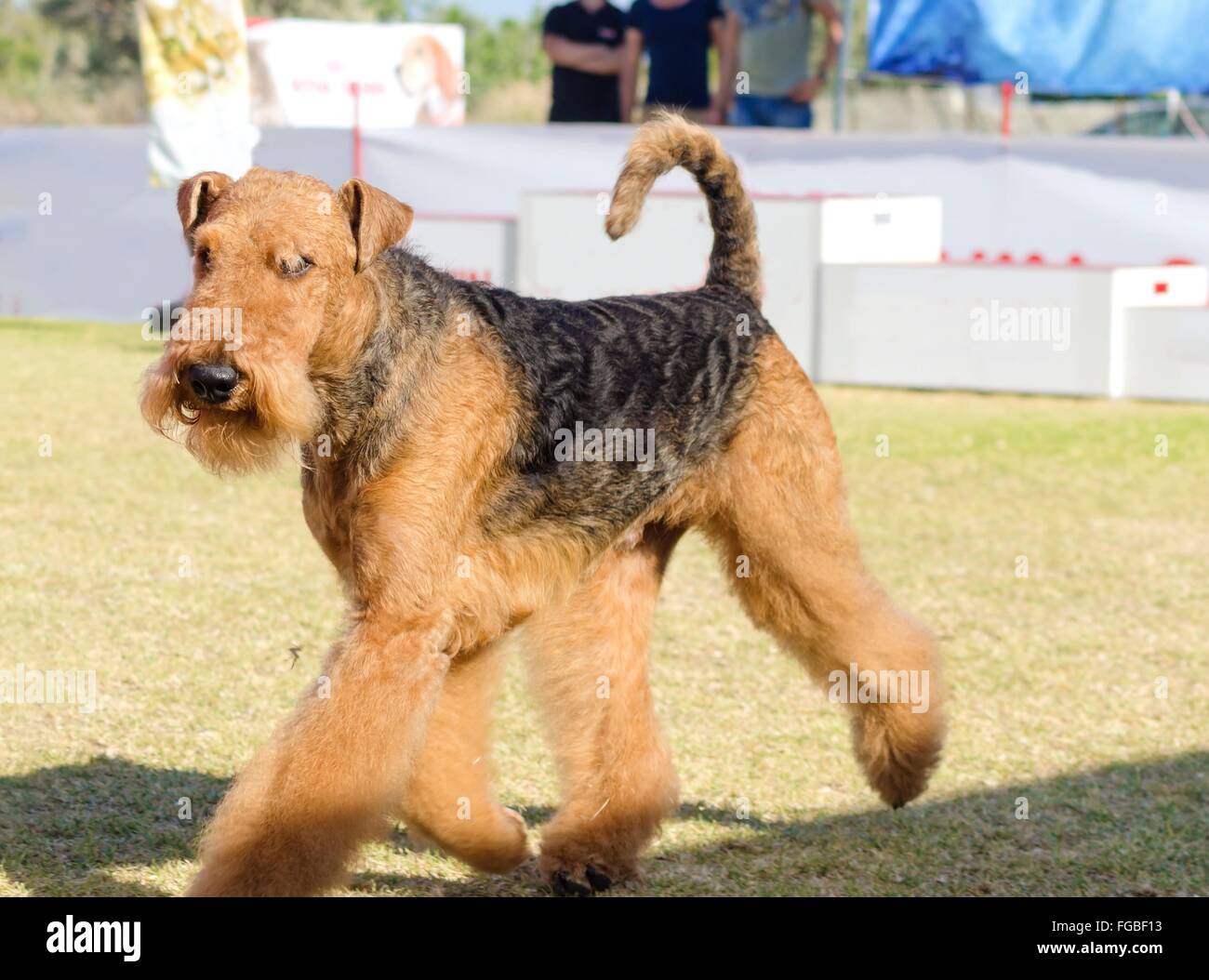 Dog airedale terrier waterside terrier hi-res stock photography and ...