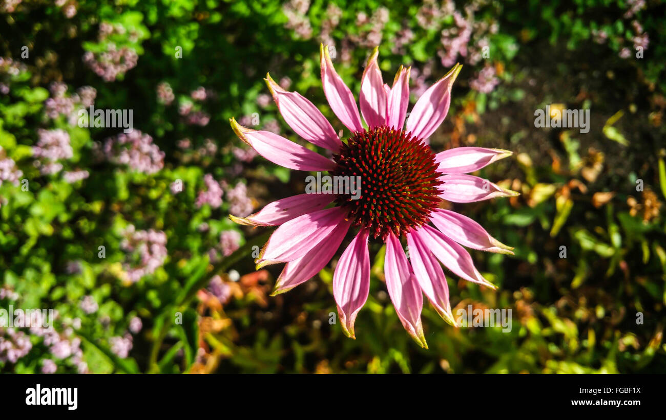 Angle flower hi-res stock photography and images - Alamy