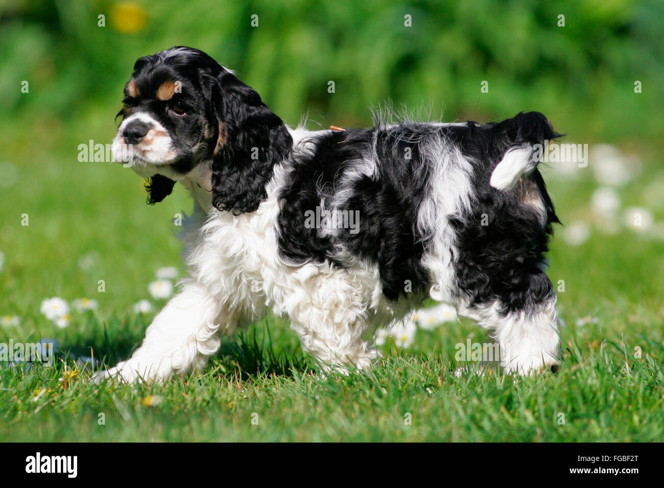 American Cocker Spaniel. Puppy walking on a lawn. Germany Stock Photo ...