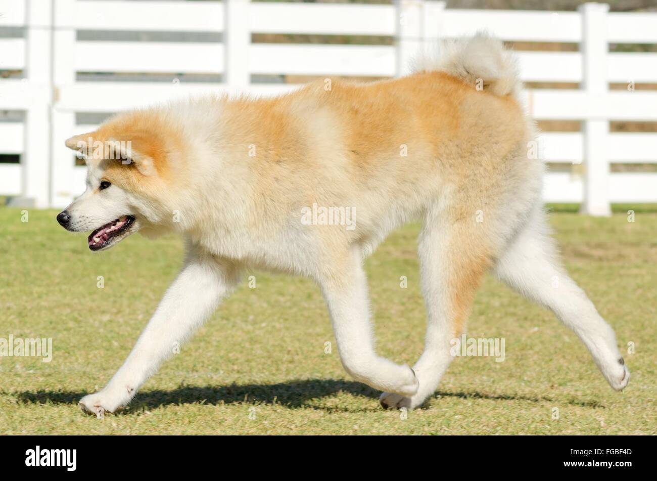 A profile view of a young beautiful white and red Akita Inu dog walking ...