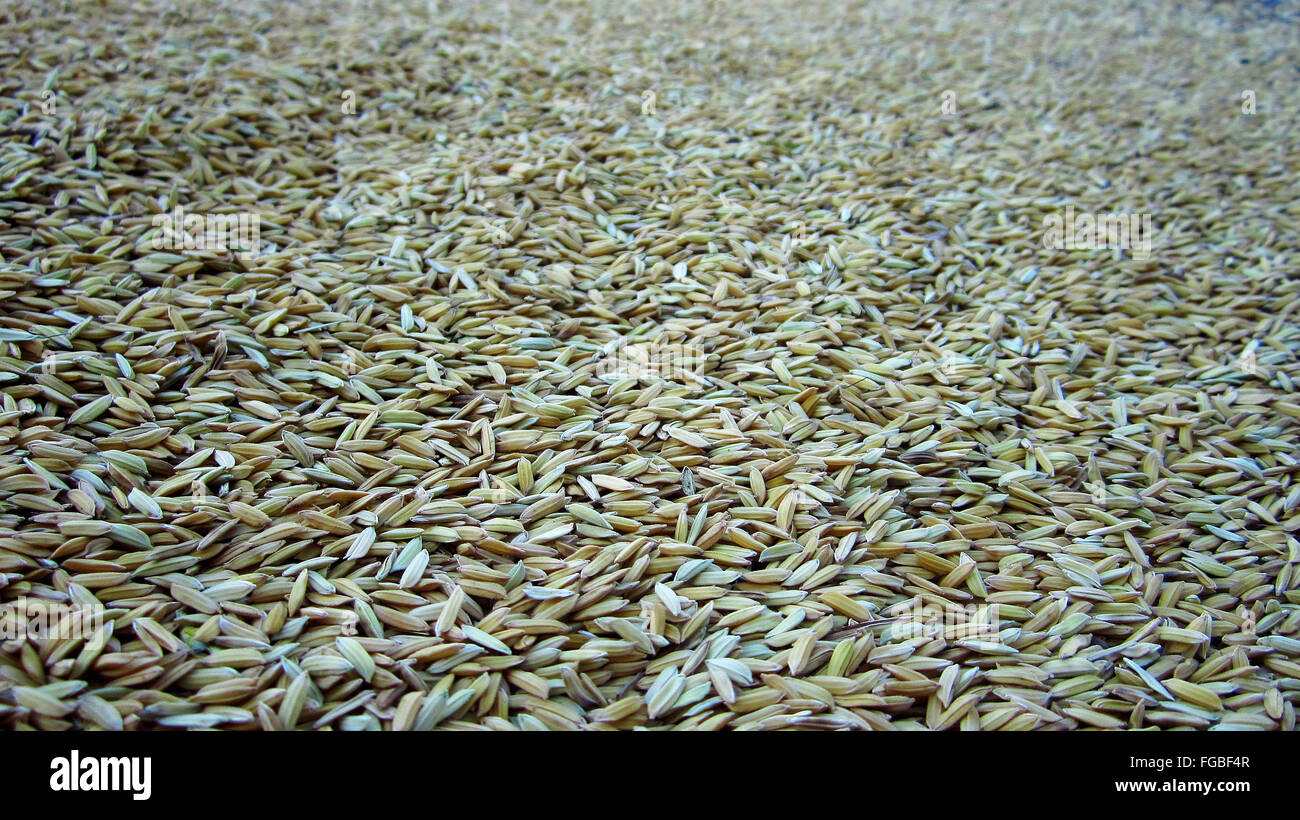Full Frame Shot Of Rice Seeds Stock Photo - Alamy