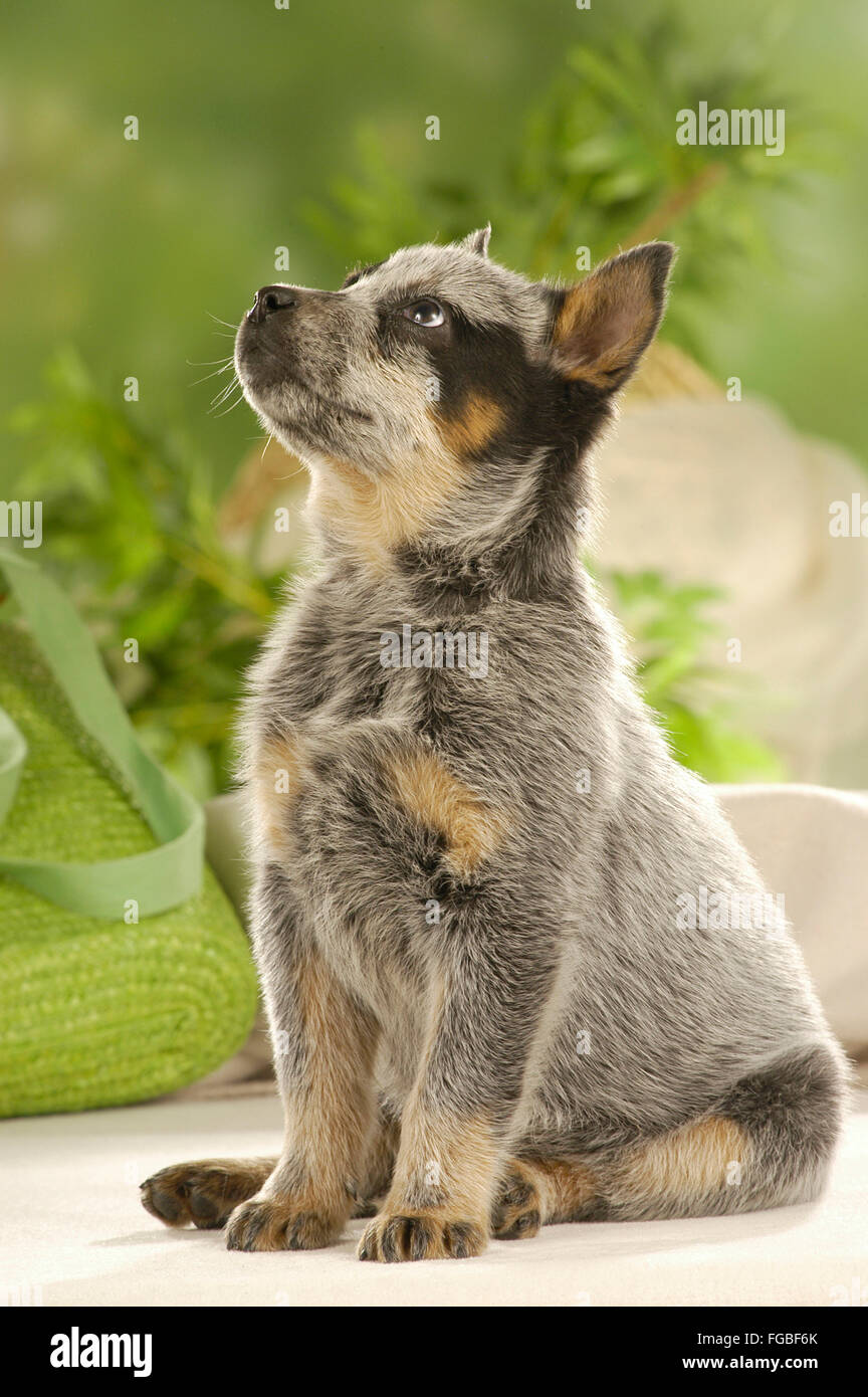 Australian Cattle Dog. Puppy sitting while looking up. Germany Stock ...