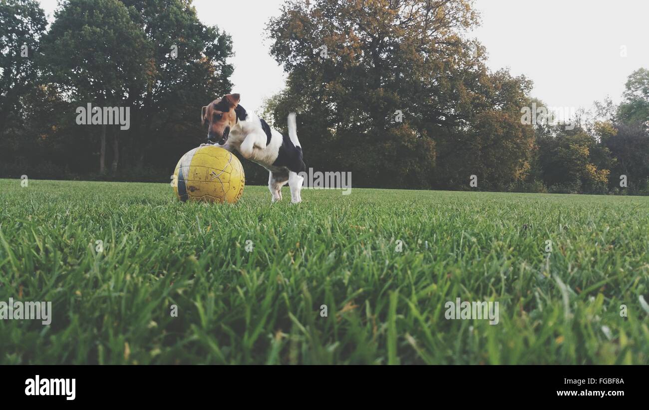 Surface Level View Of Jack Russell Terrier Playing With Soccer Ball On ...
