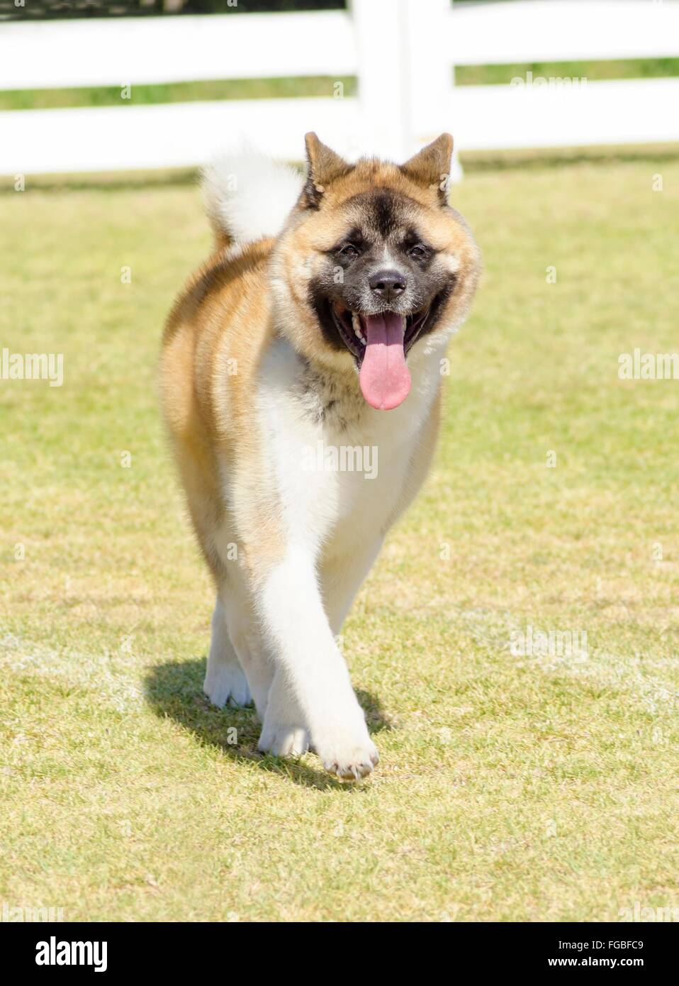 American akita, guard hi-res stock photography and images - Alamy