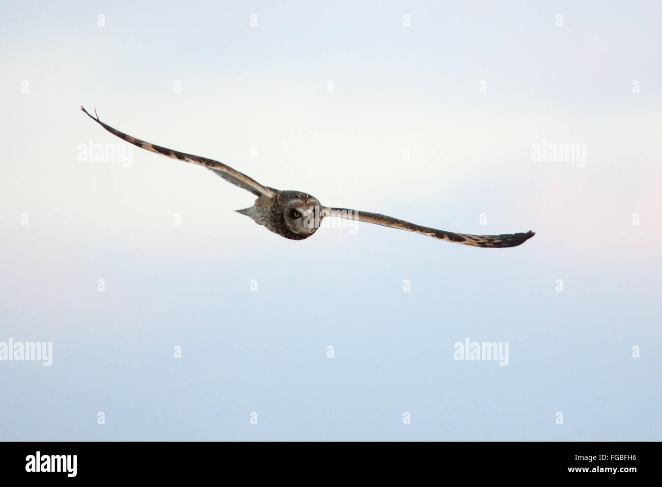 Owl flying to camera hi-res stock photography and images - Alamy
