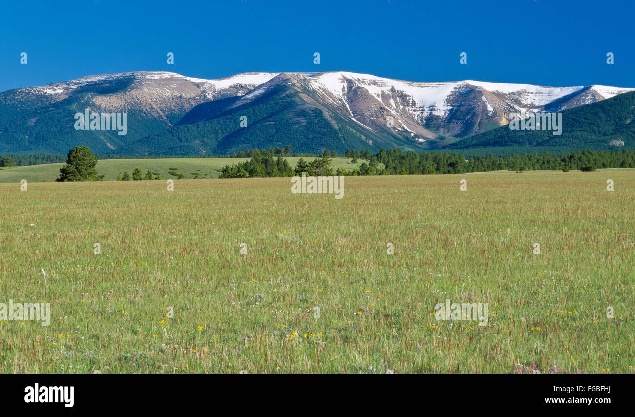 big snowy mountains above the prairie near judith gap, montana Stock ...