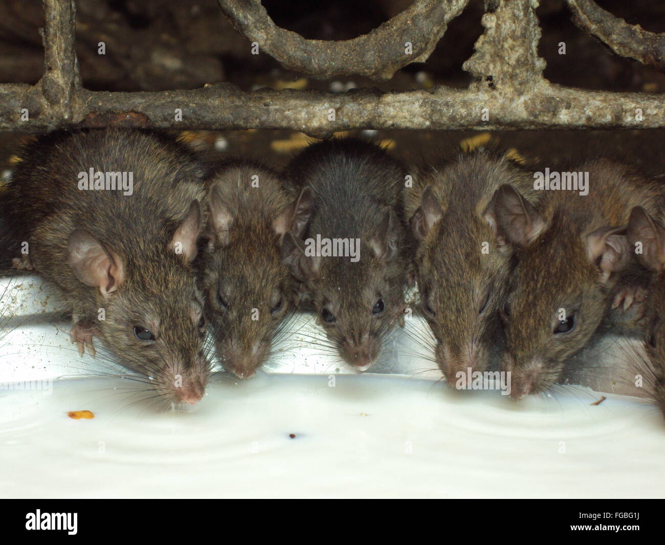 Rat drinking hi-res stock photography and images - Alamy