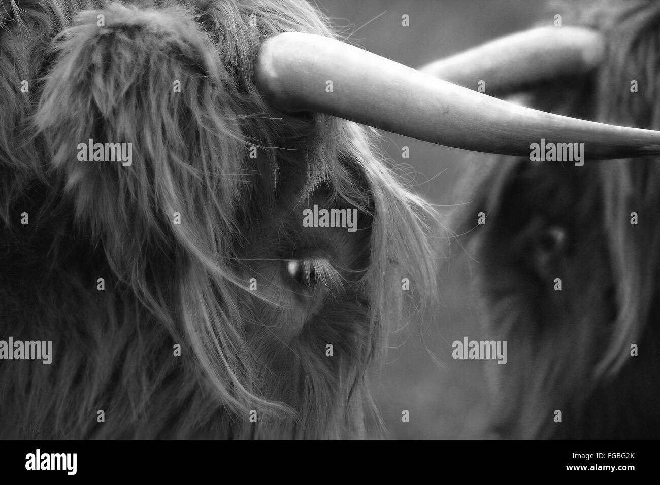 Cattle close hi-res stock photography and images - Alamy