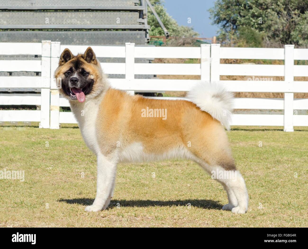 A portrait view of a sable, white and brown pinto American Akita dog ...