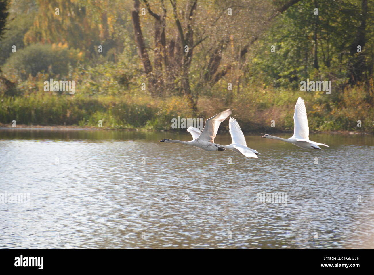 Swans Flying Over River Against Trees Stock Photo - Alamy