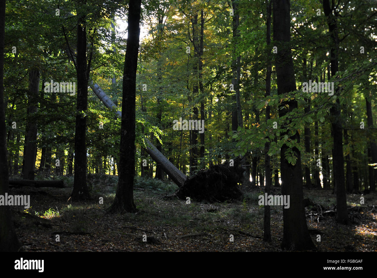 Trunk and trees hi-res stock photography and images - Alamy