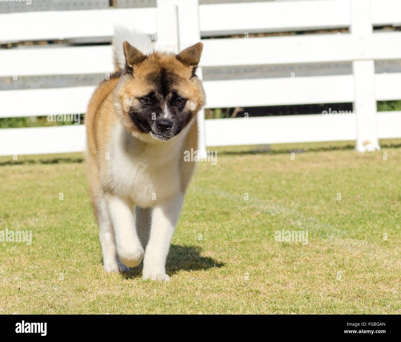 A portrait view of a sable, white and brown pinto American Akita dog ...