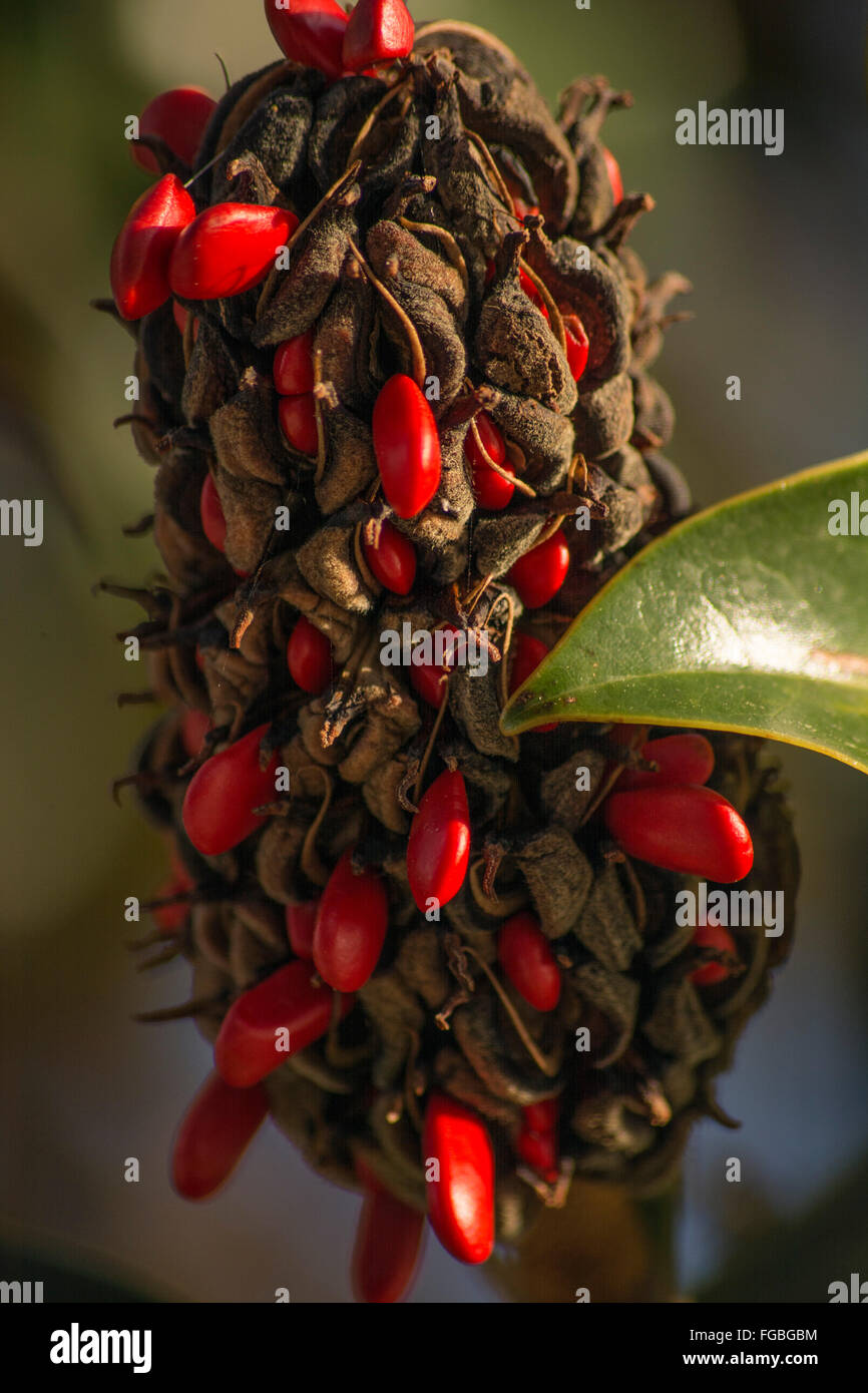 Dry seed pod hi-res stock photography and images - Alamy