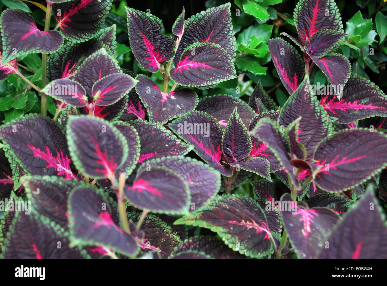 Close-Up Of Leaves Growing On Plant Stock Photo - Alamy