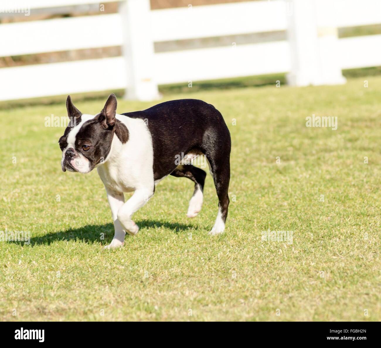 A small, young, beautiful, black and white Boston Terrier dog walking ...