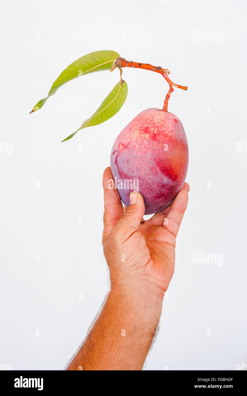 Hand man holding mango hi-res stock photography and images - Alamy