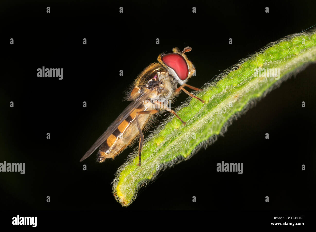 A Western Australian hover fly with red eyes Stock Photo - Alamy