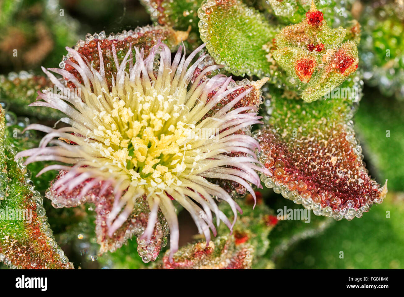 Ice plant flower hi-res stock photography and images - Alamy