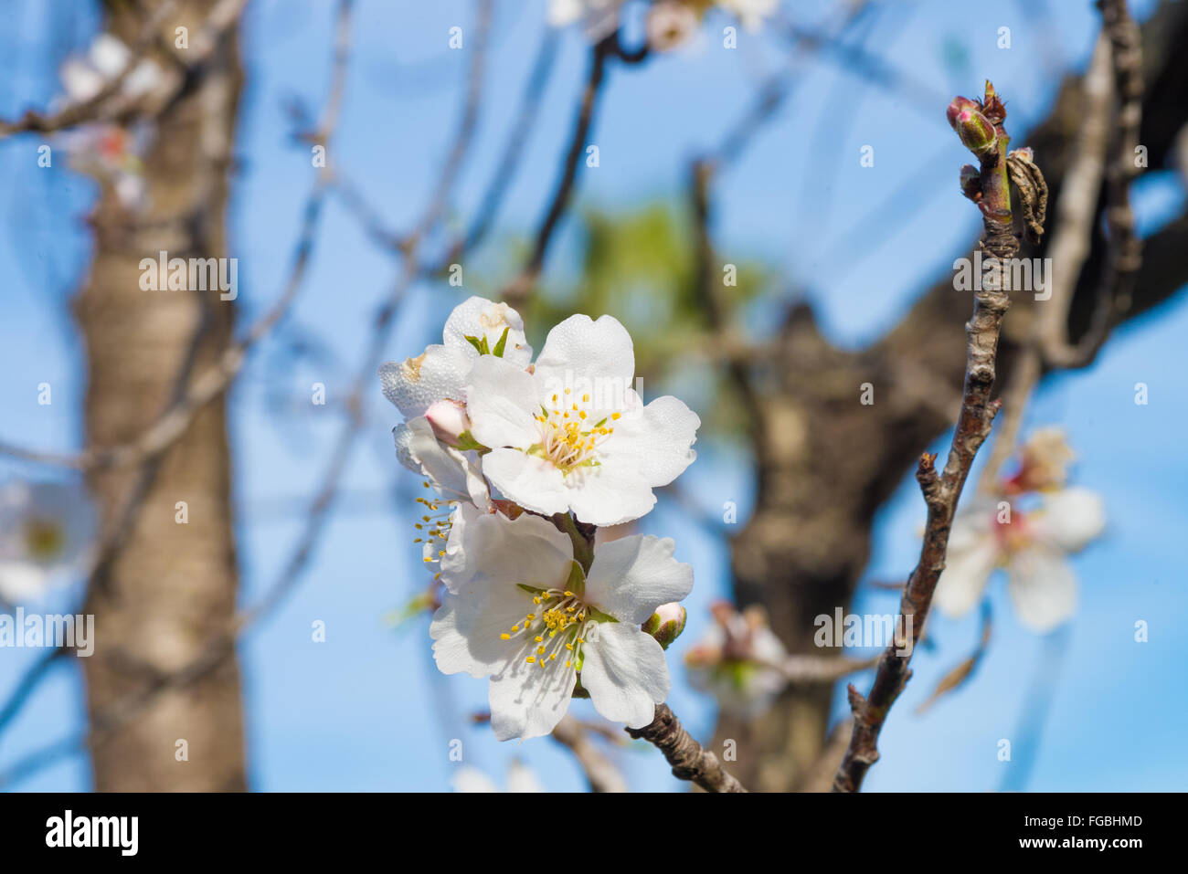 Flowering almond trees against hi-res stock photography and images - Alamy