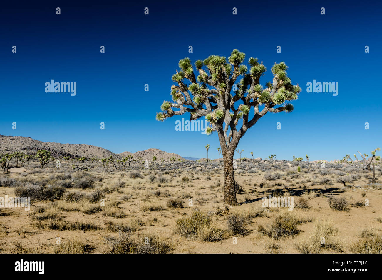 Single Joshua tree on Clear day in southern California Stock Photo - Alamy