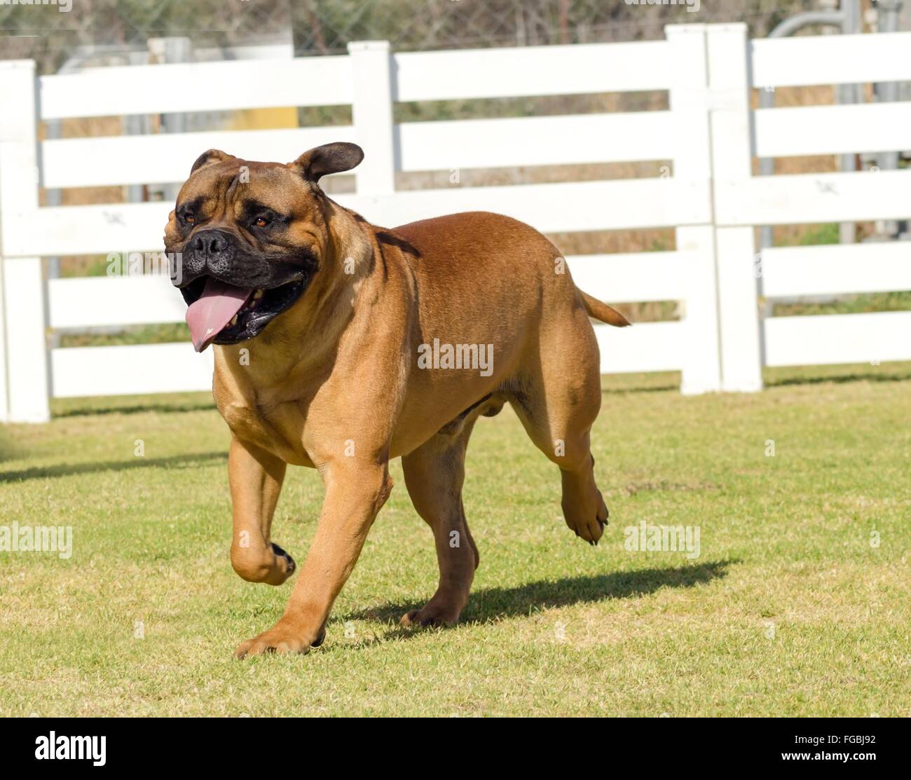 Fawn bullmastiff hi-res stock photography and images - Alamy