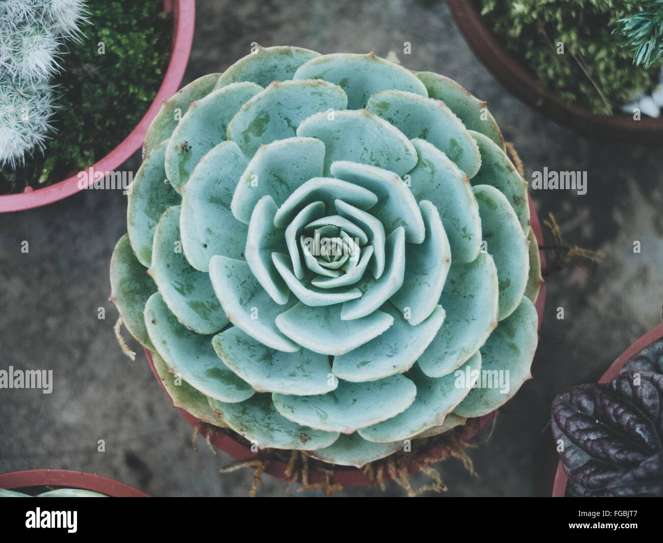 Succulent hi-res stock photography and images - Alamy