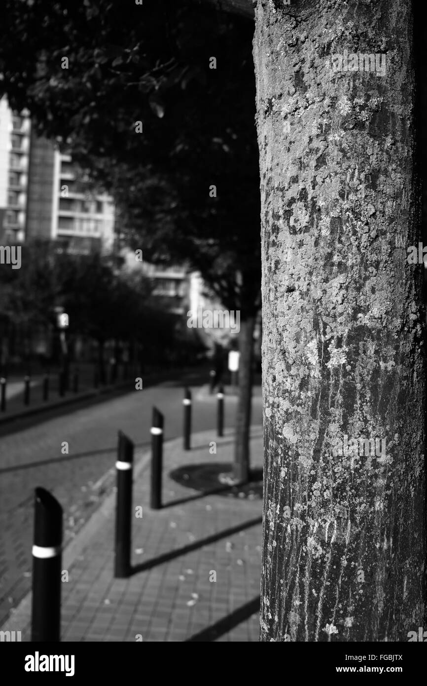 Close-Up Of Tree On Sidewalk Stock Photo - Alamy