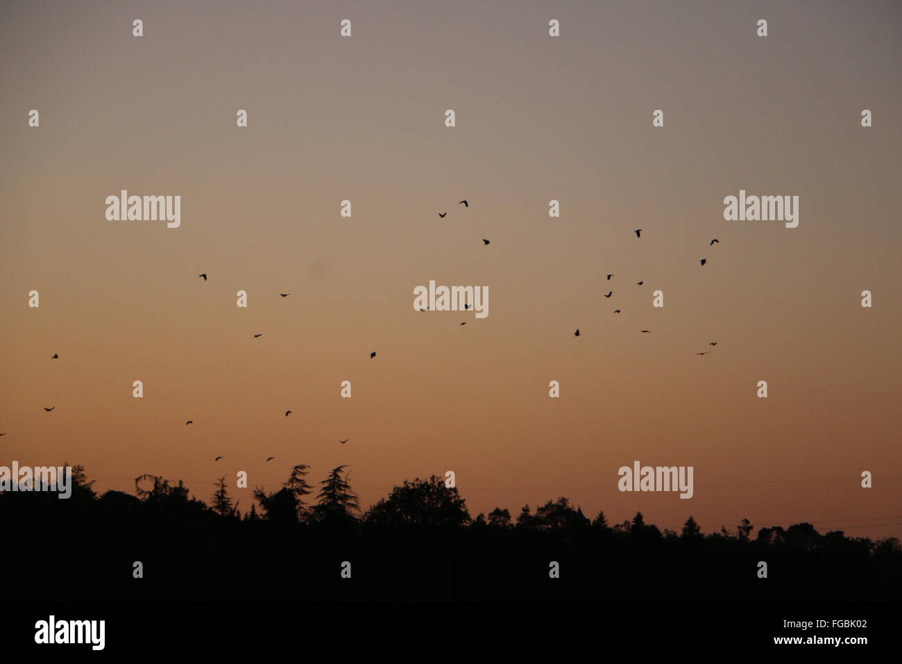 Birds flying over tree at sunset hi-res stock photography and images ...