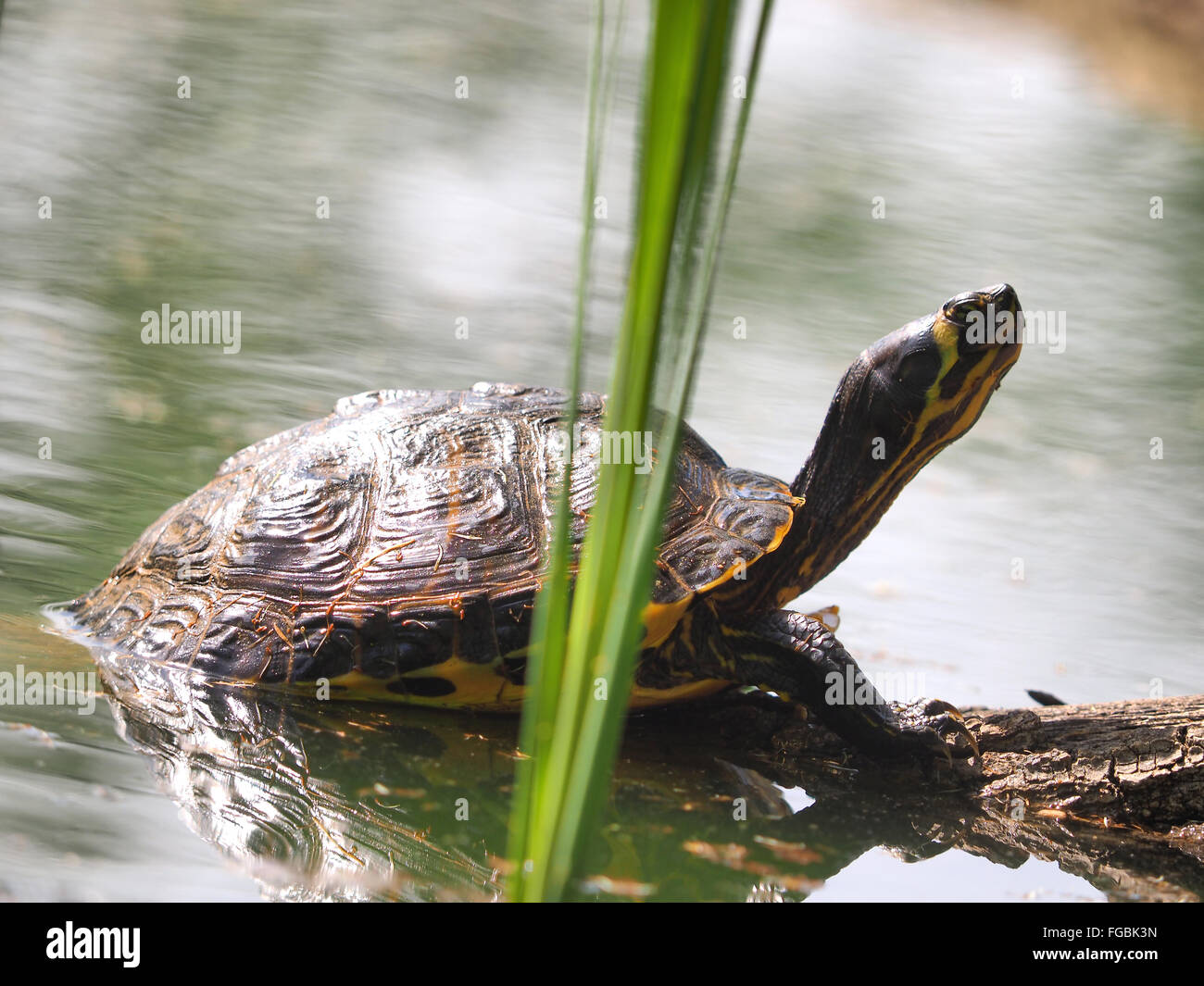 tree branch with sun turtle in the pond lake Stock Photo - Alamy