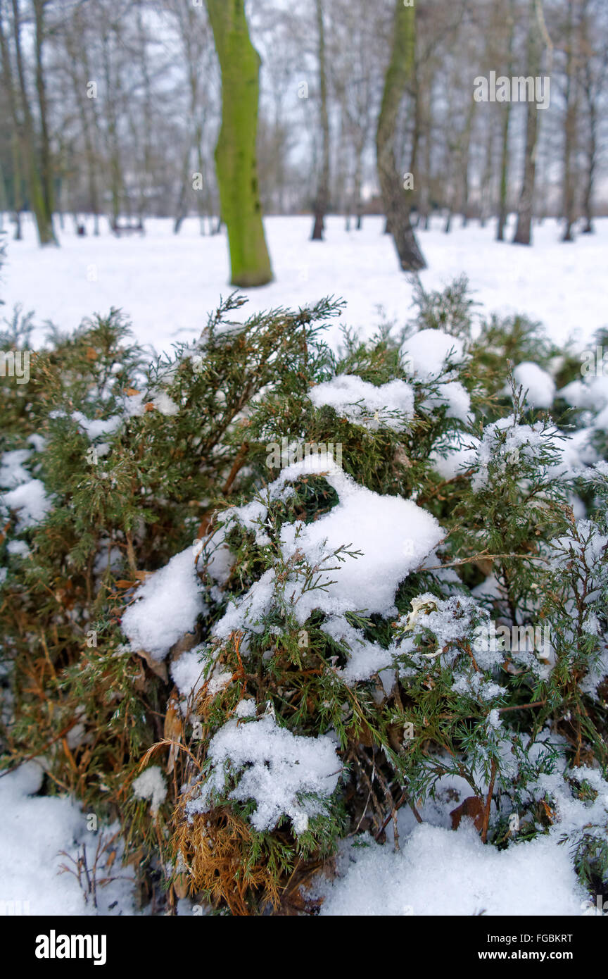 closeup of a snow covered bush in the forest Stock Photo - Alamy