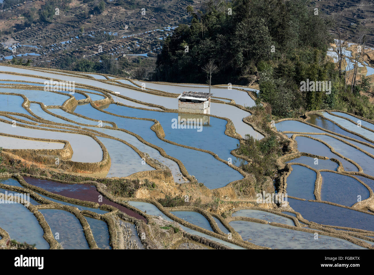 Rice terraces with shed and one with red algae, Duoyishu, Yunnan ...
