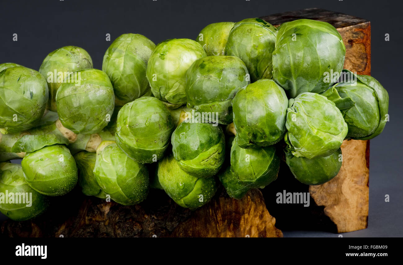 Fresh orgainc brussels sprout stalk Stock Photo - Alamy