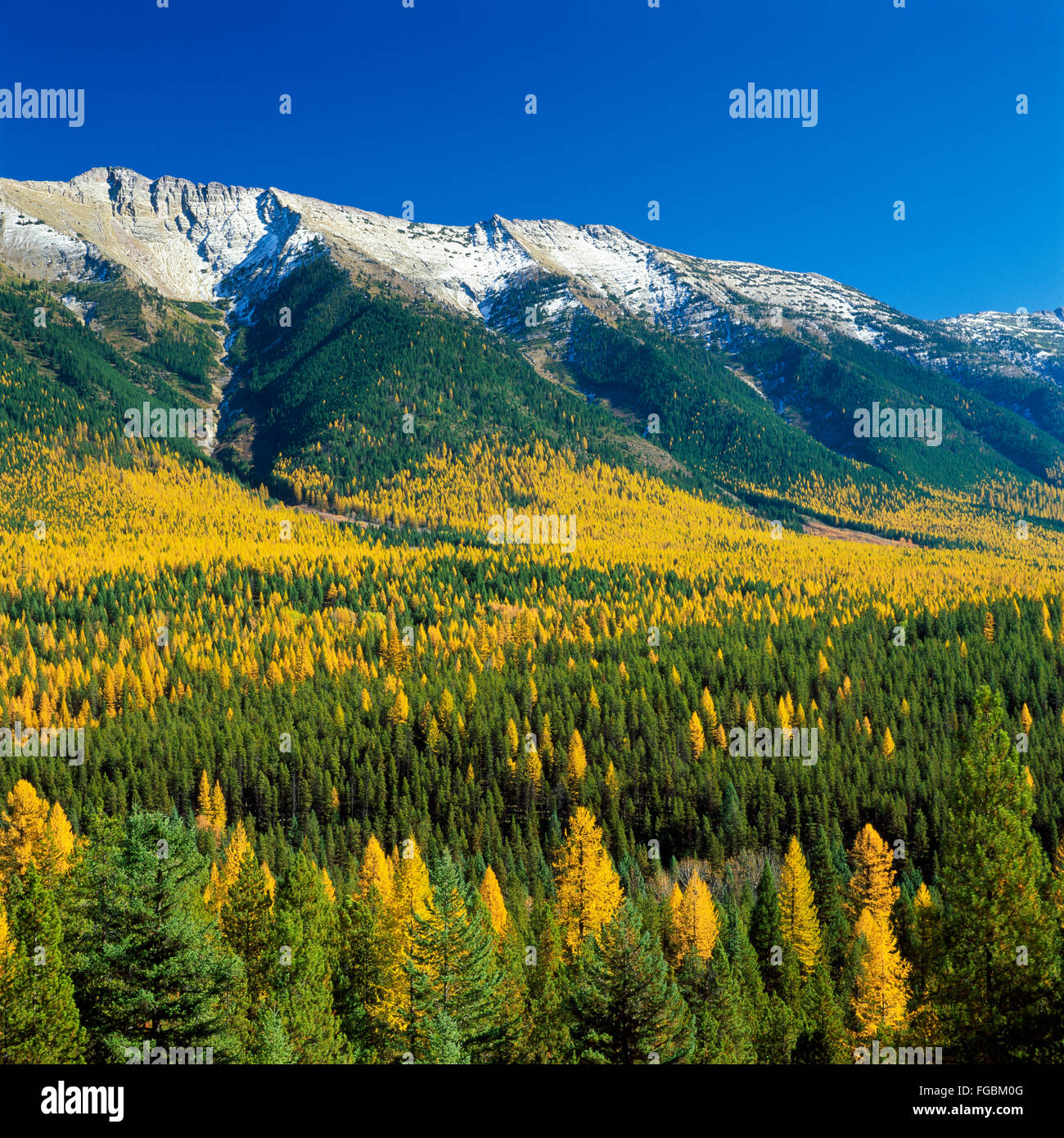 larch in fall color below the swan range near condon, montana Stock ...
