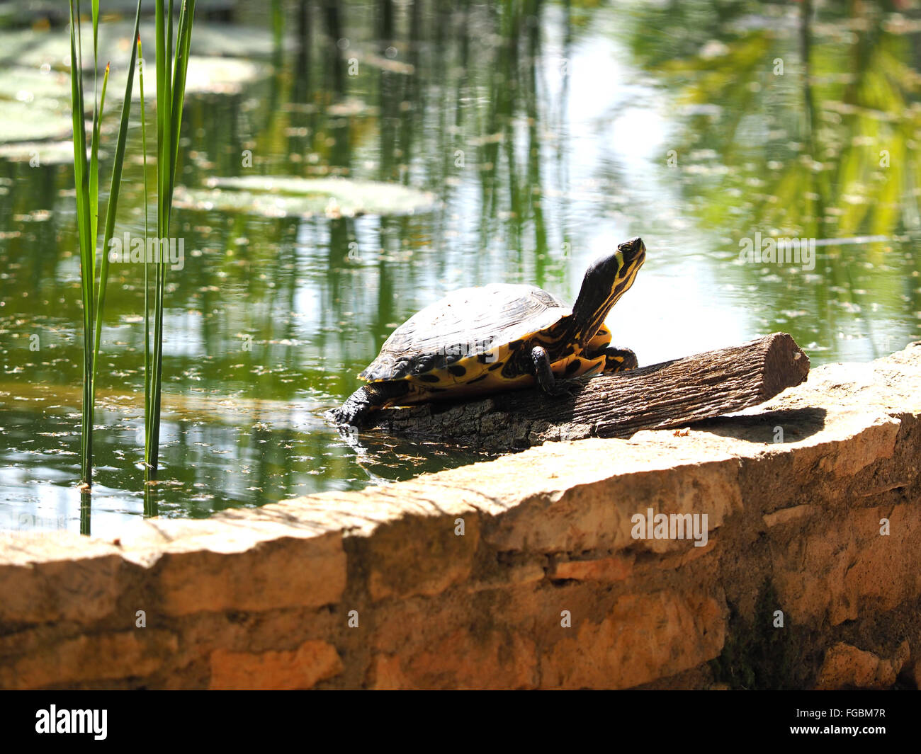 tree branch with sun turtle in the pond lake Stock Photo - Alamy