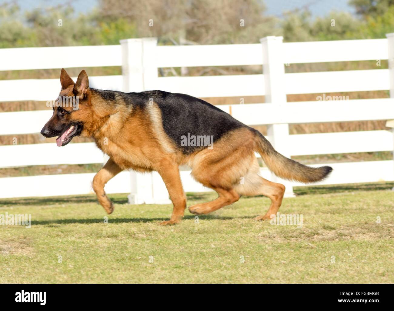 Berger allemand hi-res stock photography and images - Alamy