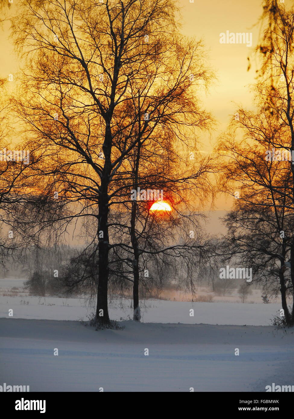 Snow silhouette tree hi-res stock photography and images - Alamy