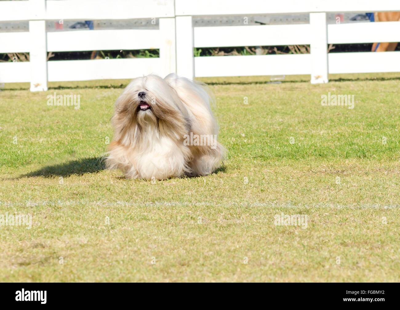 A portrait view of a small young light tan, fawn, beige, gray and white ...