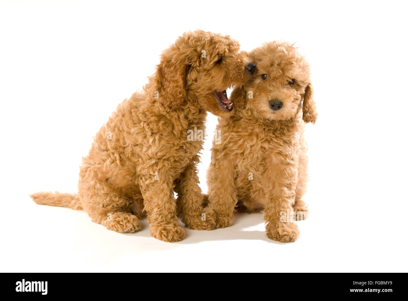 Poodle. Two puppies sitting next to each other. Studio picture against ...