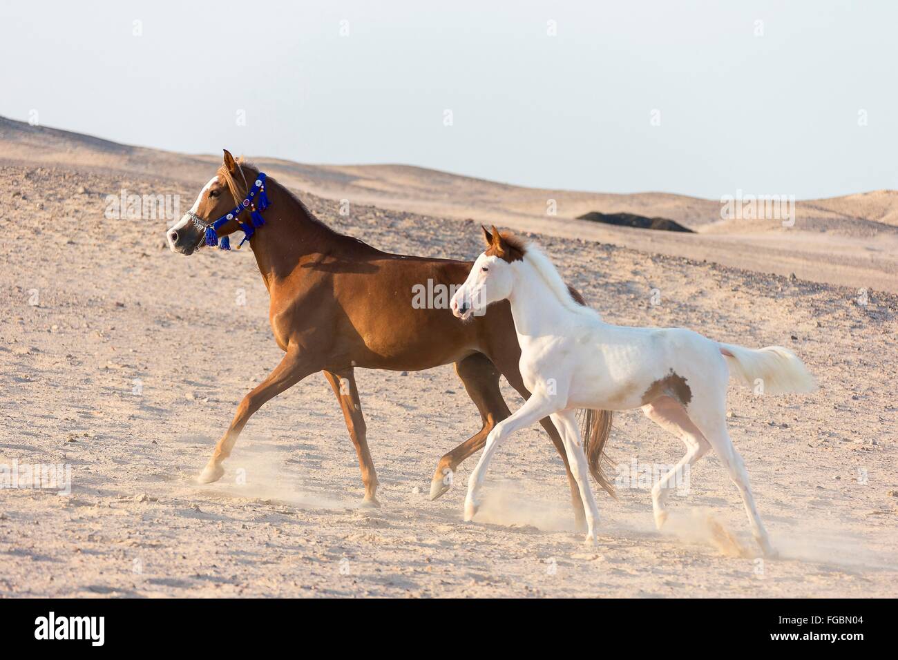 Arabian Horse. Chestnut mare with foal trotting in the desert. Egypt ...