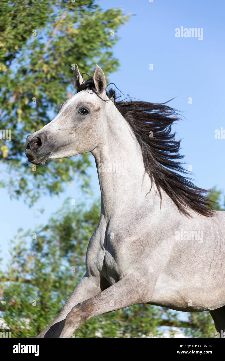 Strawberry Roan Arabian Horse