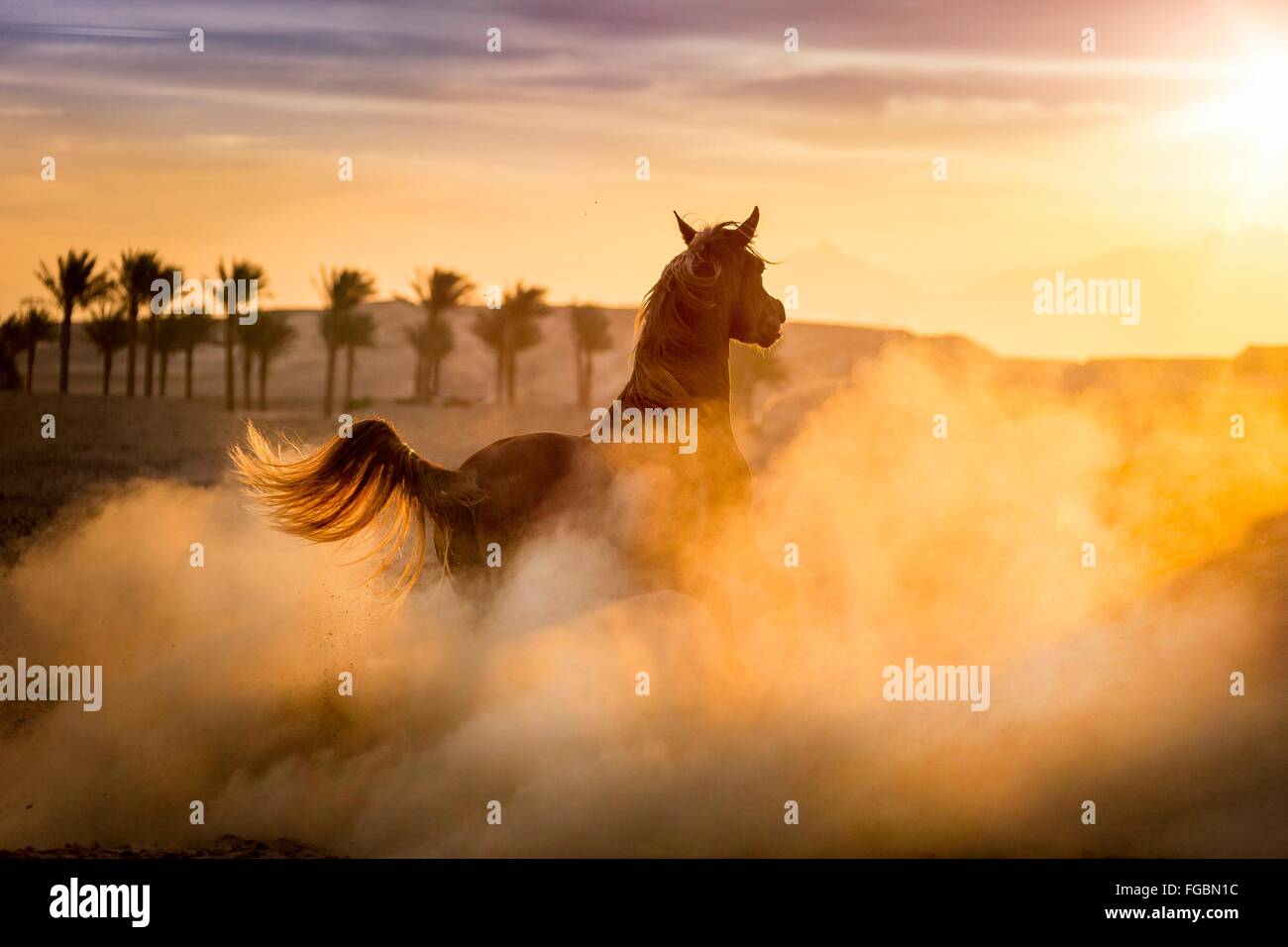 Arabian Horse. Chestnut stallion galloping in the desert at sunset ...