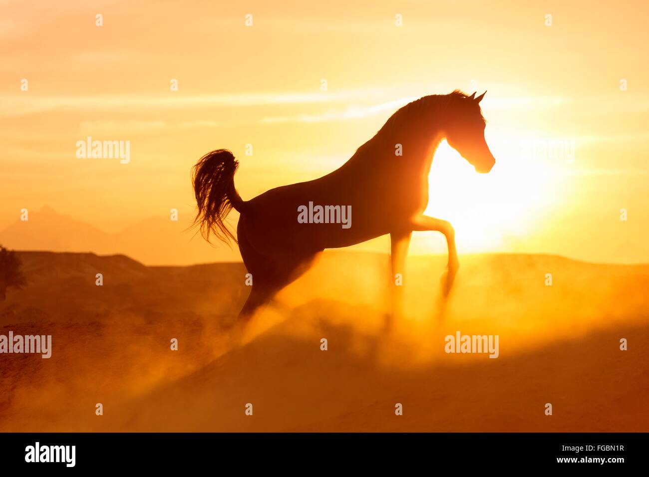 Arabian Horse. Chestnut stallion trotting in the desert at sunset ...