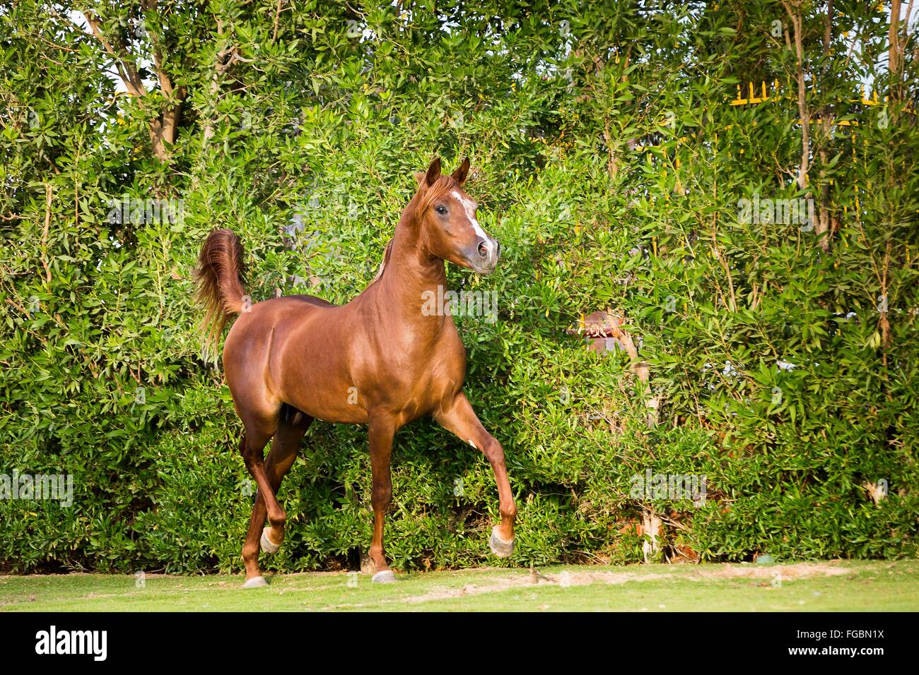 Arabian Horse. Chestnut stallion trotting on grass. Egypt Stock Photo ...