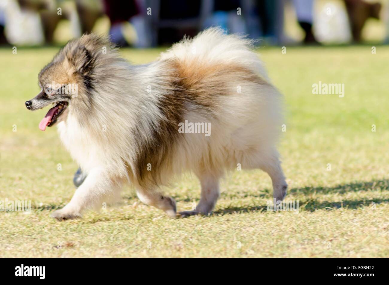 Miniature german spitz dog hi-res stock photography and images - Alamy